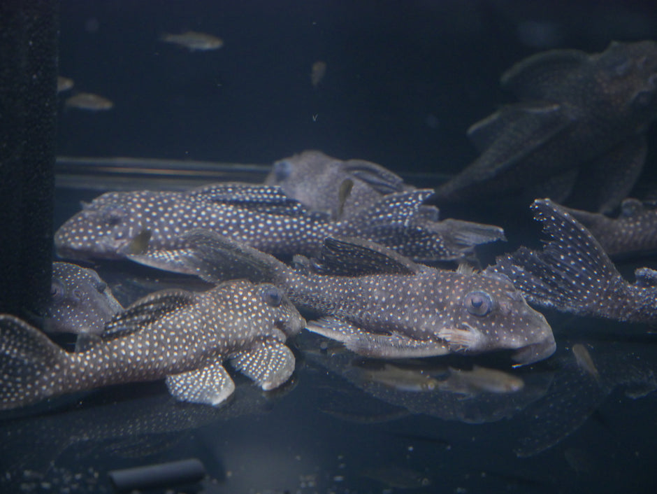 Plecos – MoonlightAquatics