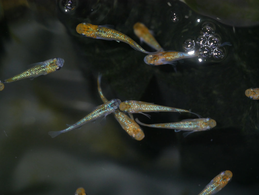 Medaka Rice Fish