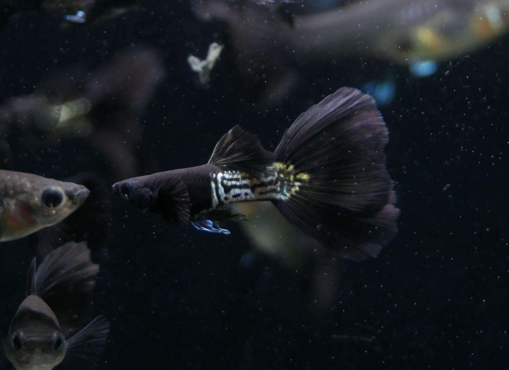 Metal Black Guppy | MoonlightAquatics
