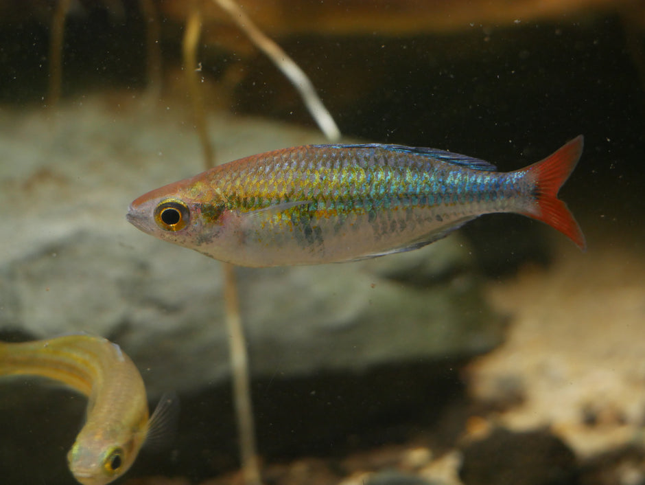 Rainbow Fish
