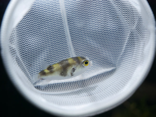 Amazon Puffer "Colomesus asellus" | MoonlightAquatics