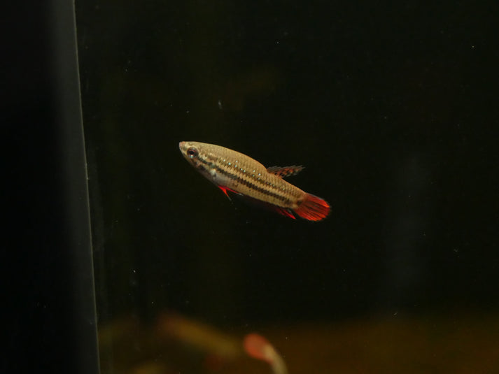 Betta imbellis, the "Peaceful Betta" | MoonlightAquatics