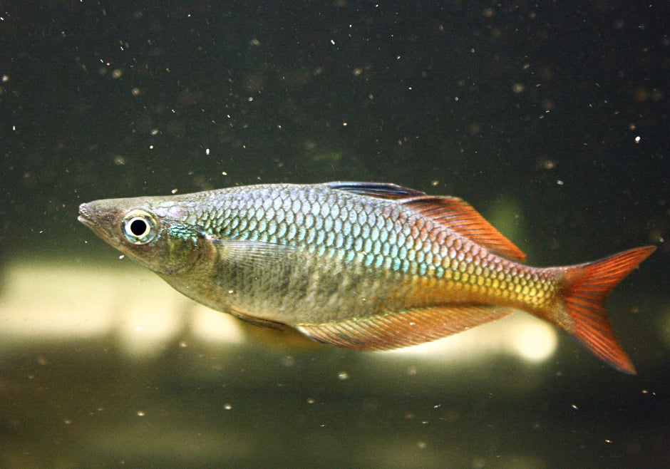 Rainbow Fish