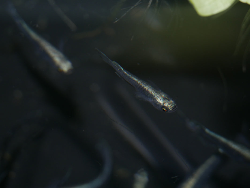 Medaka Rice Fish | MoonlightAquatics