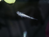 Medaka Rice Fish | MoonlightAquatics