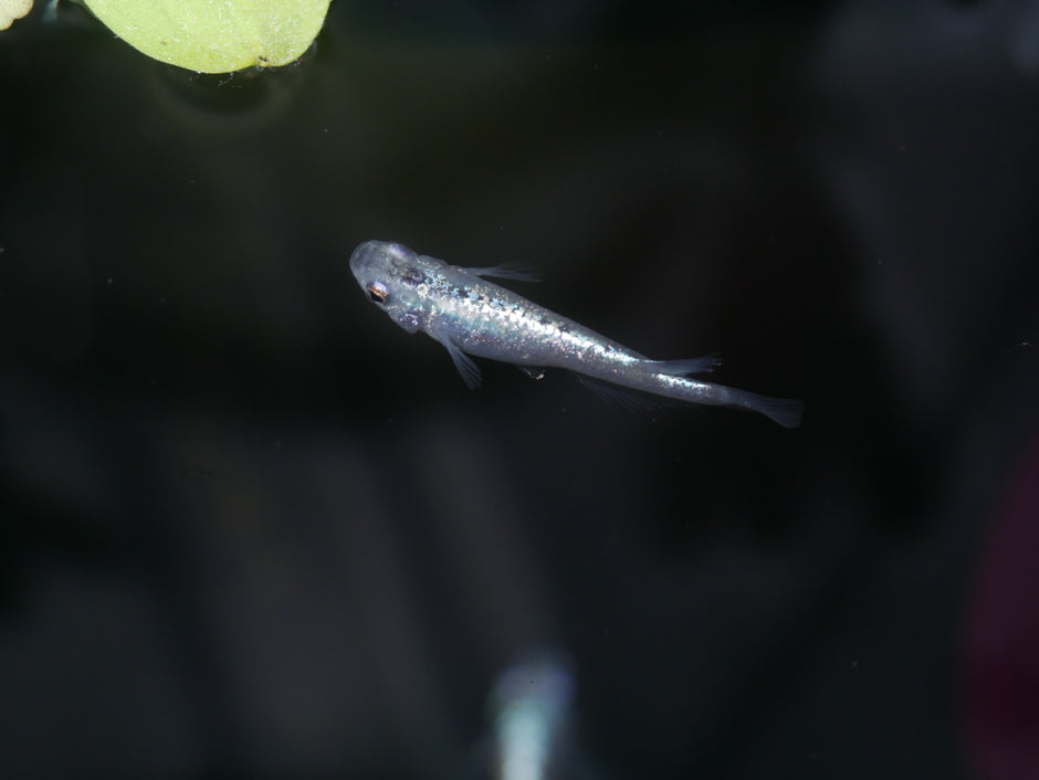 Medaka Rice Fish