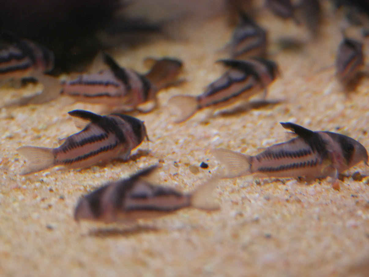 CW127 "Super Parallelus" Cory (Hoplisoma sp.CW127)