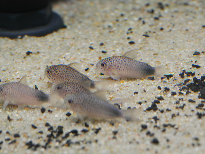 Smudge Spot Cory (Hoplisoma similis) | MoonlightAquatics
