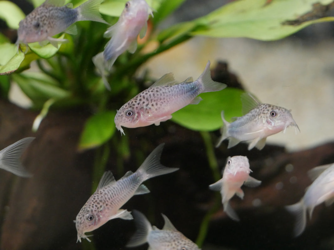 Corydoras/Catfish