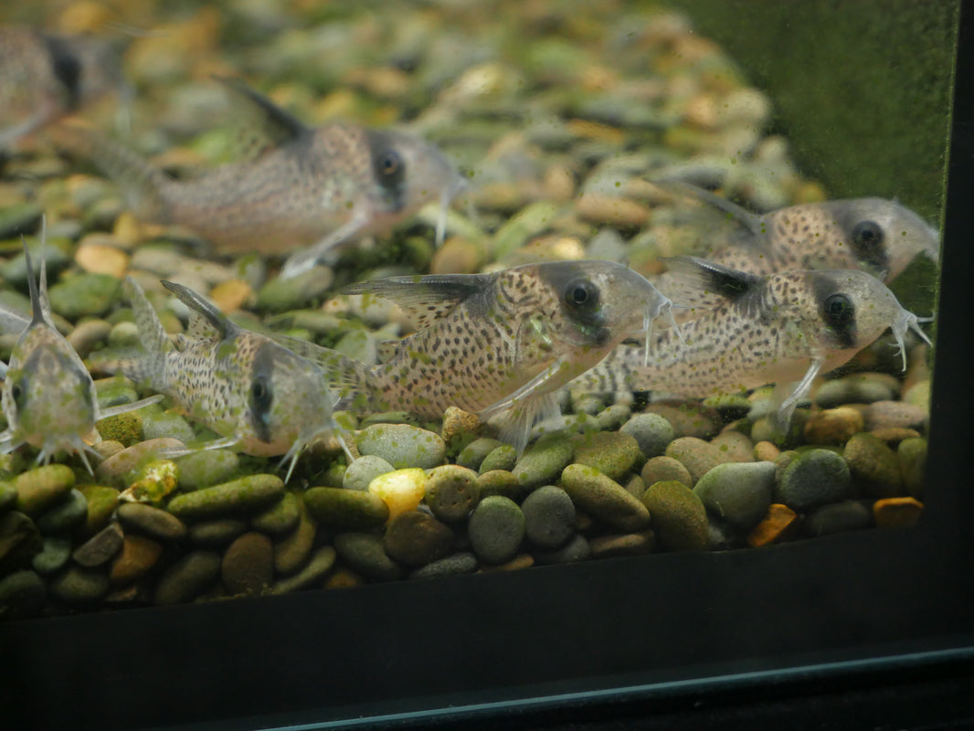 Corydoras/Catfish | MoonlightAquatics