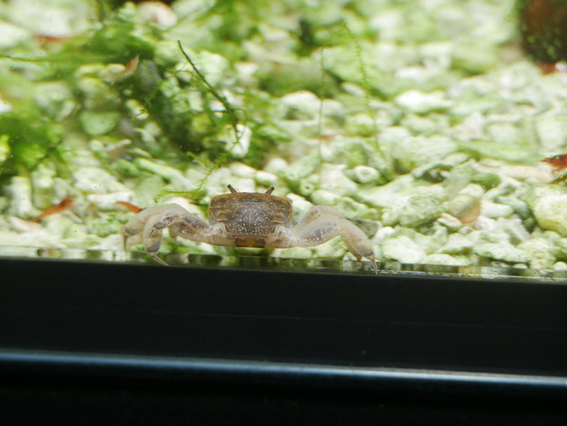 Ghost Dwarf Crab (Potamocypoda Pugil)