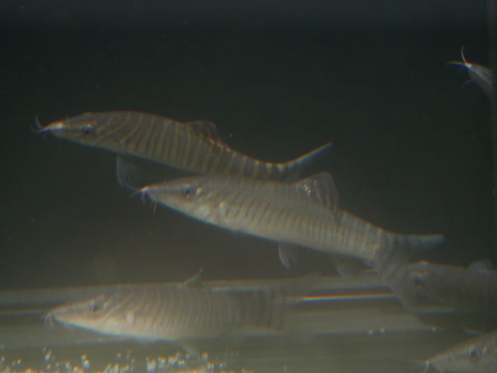 Green Tiger Loach (Syncrossus hymenophysa) | MoonlightAquatics