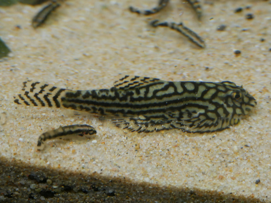 Loaches