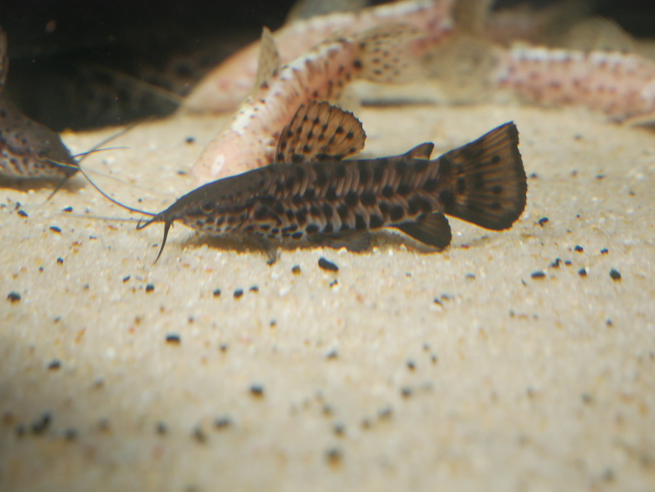 Hoplo Catfish "Hoplosternum thoracatum" | MoonlightAquatics