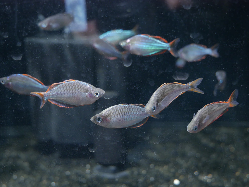 Neon Dwarf Rainbow (Mel. praecox)