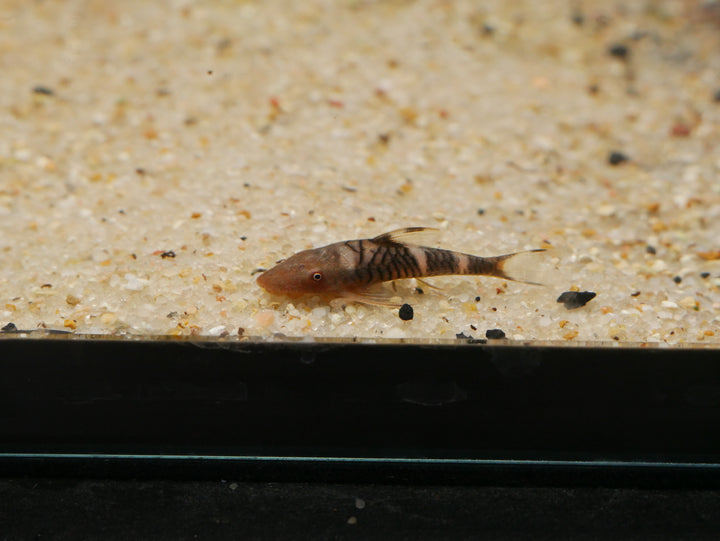 Corydoras/Catfish – Translation missing: en.general.meta.page