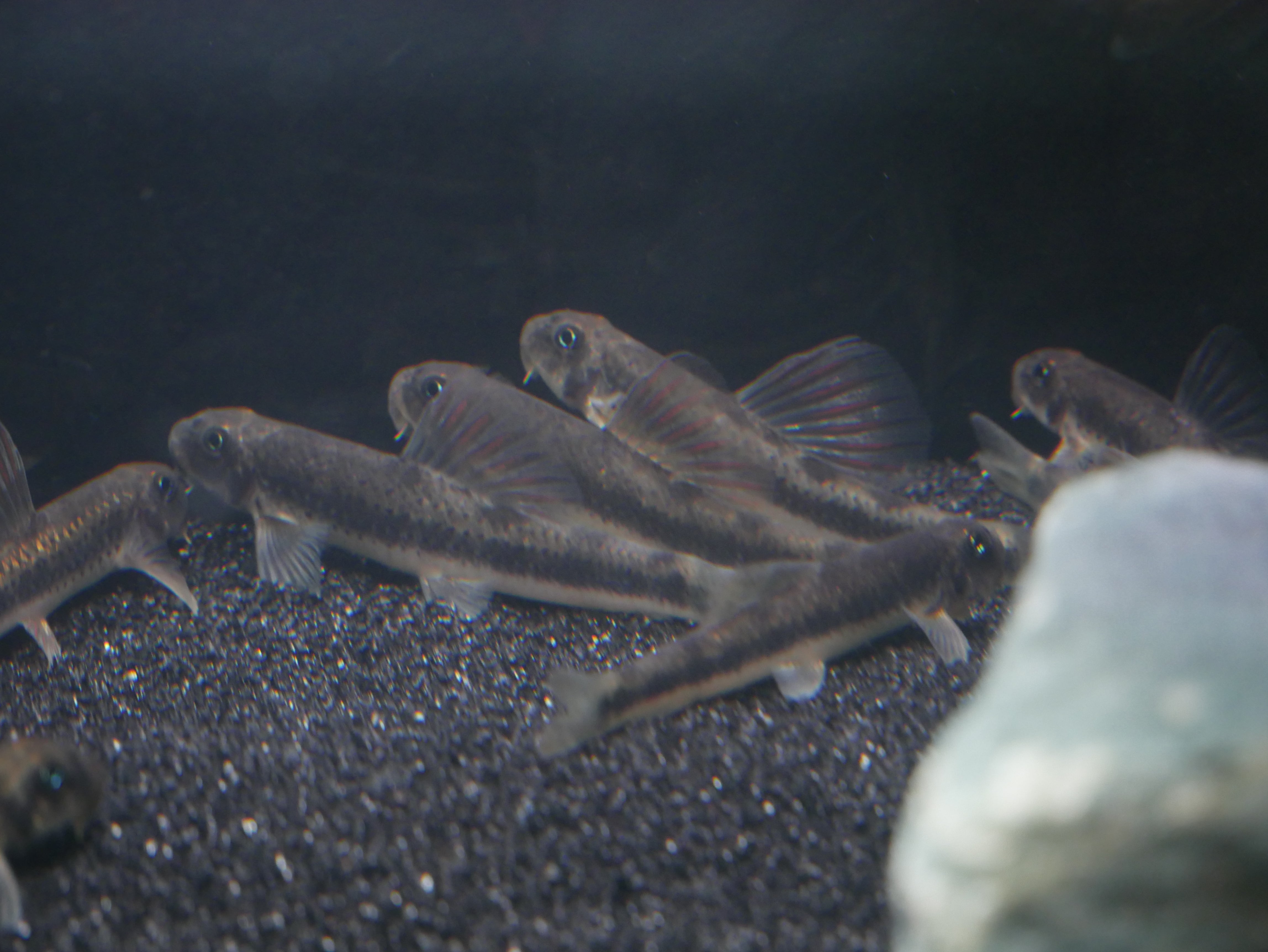 Purple Sailfin Gudgeon (Microphysogobio tafangensis) | MoonlightAquatics