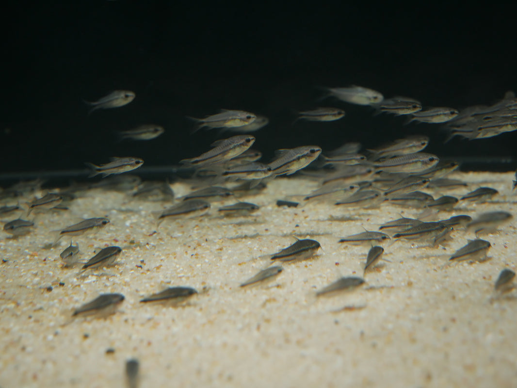 Corydoras/Catfish