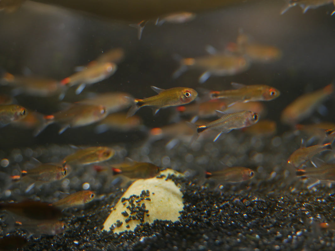 Tetra/Nano/Schooling Fish | MoonlightAquatics
