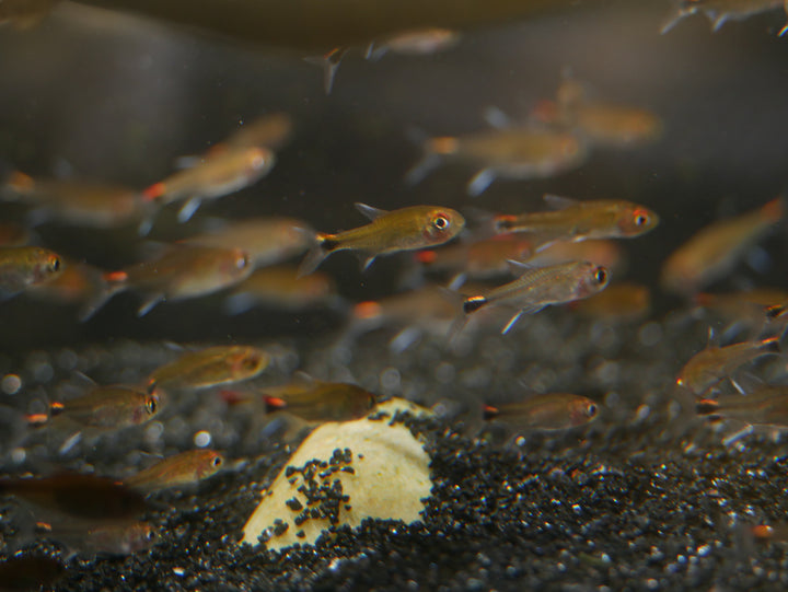 Tetra/Nano/Schooling Fish | MoonlightAquatics