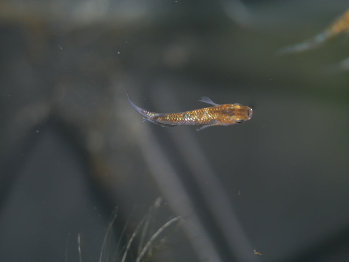 Tri Color Lame Medaka Rice Fish | MoonlightAquatics