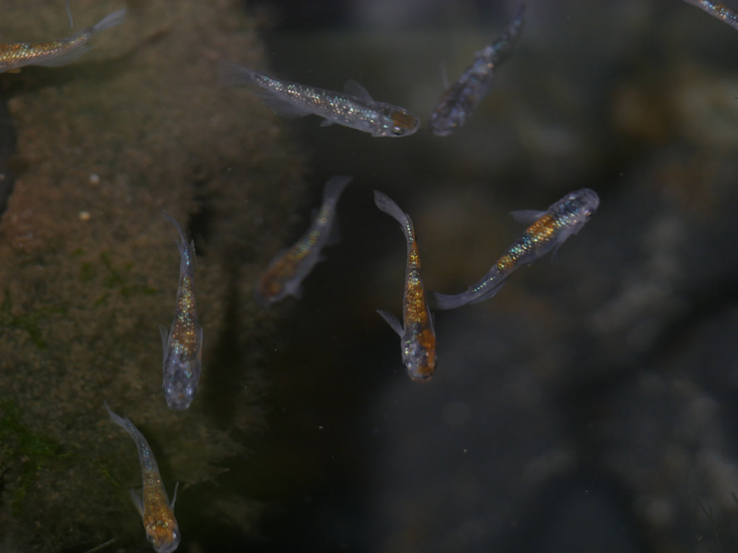 Medaka Rice Fish | MoonlightAquatics