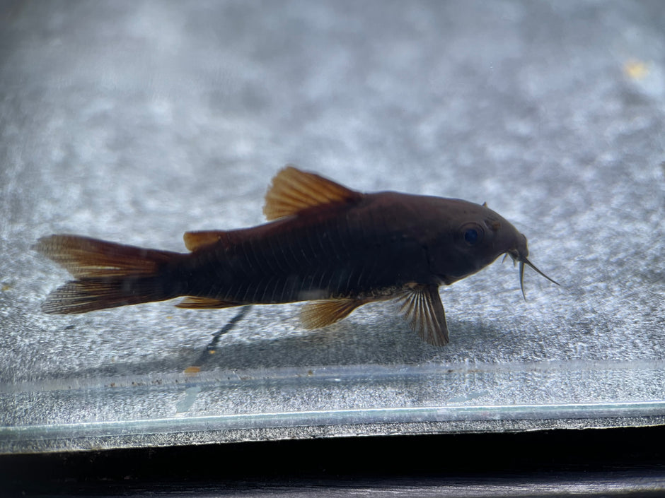 Corydoras/Catfish