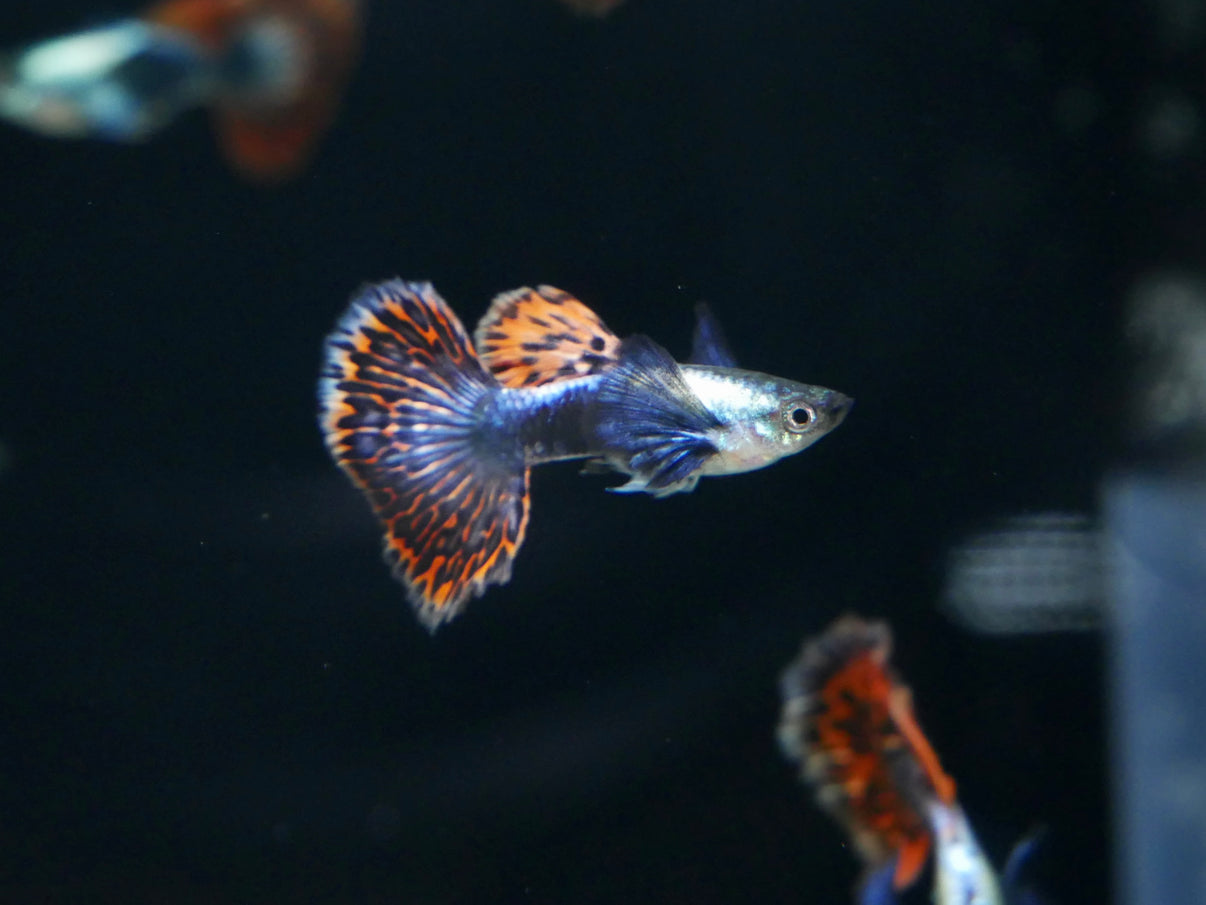 Dumbo Ear Mosaic Halfmoon Guppy | MoonlightAquatics