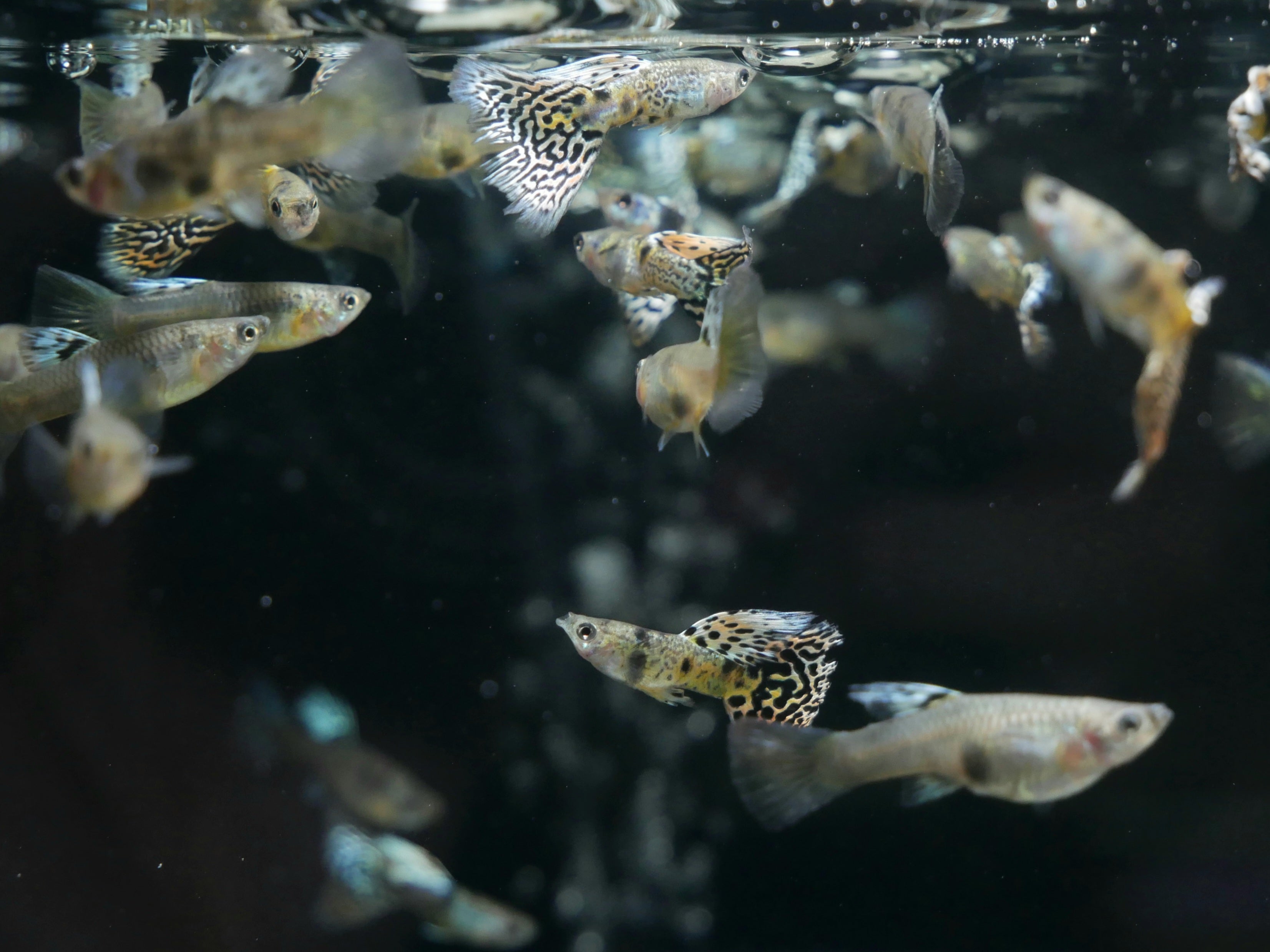 Yellow King Tiger Cobra Guppy | MoonlightAquatics