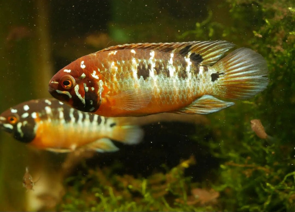 Ivanacara Bimaculata